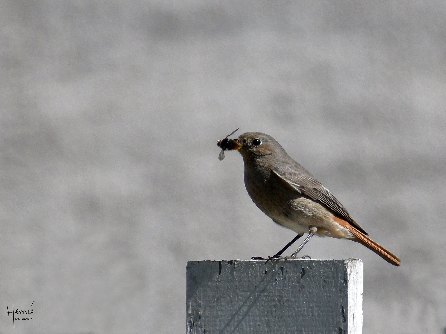 Photo Club MIST: P'tit dèj de rougequeue la suite