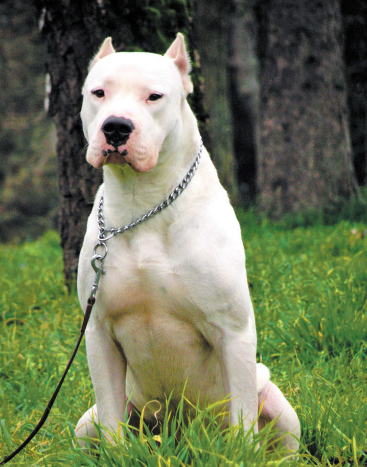 Fotos Estas son las 12 razas de perros peligrosos que se quiere ...