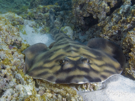 Info animales: ESPECIAL ESPECIES DE RAYAS