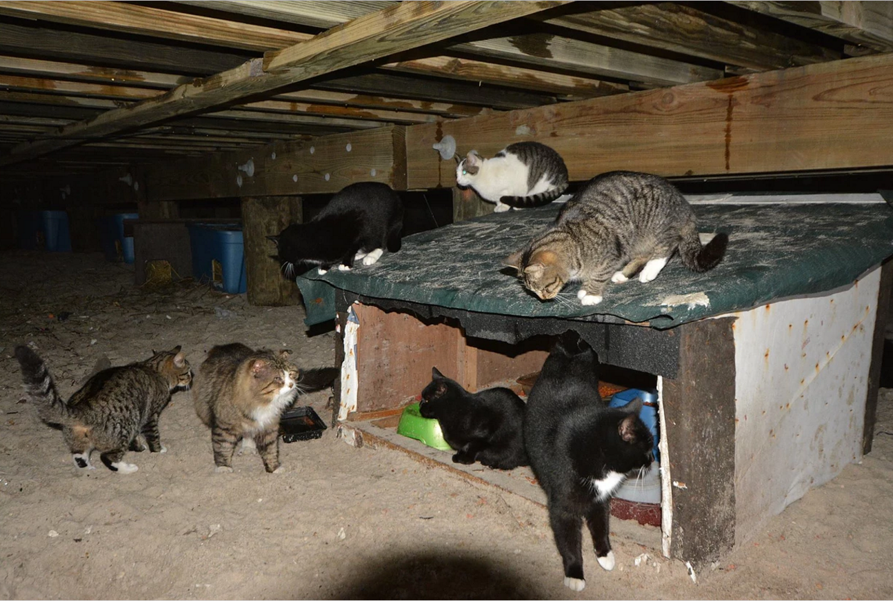 Catnip Nation - A Documentary About Feral Cats and the People Who Take ...