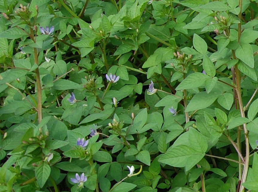 ALAM TUMBUHAN: KELUARGA MAMAN / MAMANIA (Cleomaceae family)