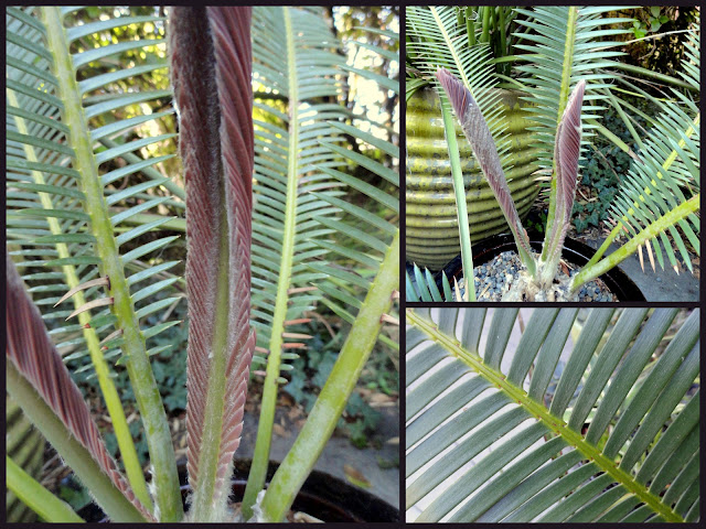 danger garden: What’s your favorite plant in your garden right now?