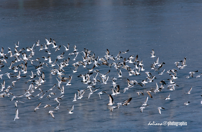 Photographis: The Cinematic Orchestra - Arrival of the Birds