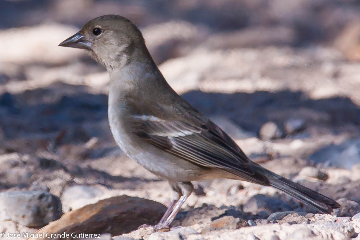 AVES DEL CIELO - BIRDS OF HEAVEN: Fringilla teydea-El pinzón azul
