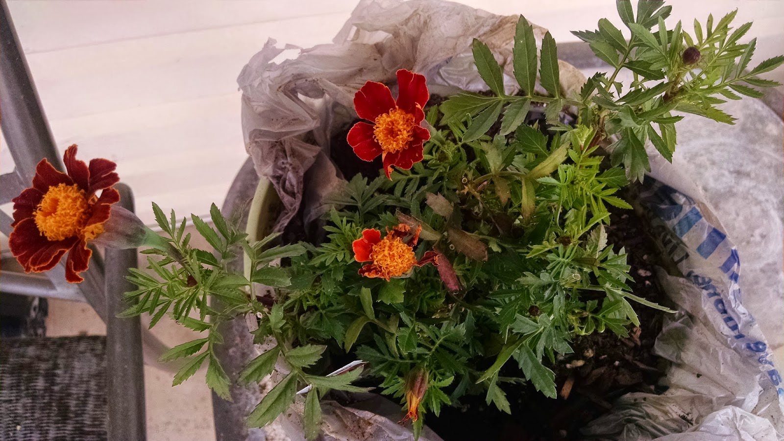 'Lissa's Life in the Southwest: Spring Disco Red Marigolds