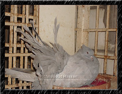 Pigeons for sale: American fantail rare opal pigeon