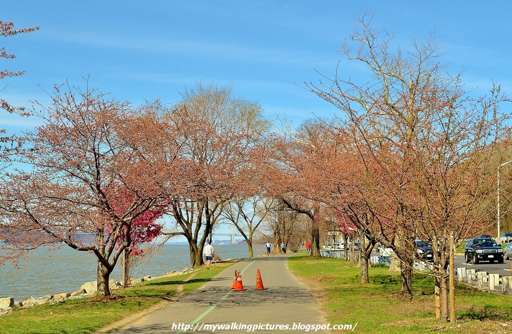 My Walking Pictures: Cherry Walk in 2013