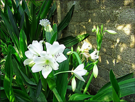 Fakta Menarik Mengenai Khasiat Bunga Bakung | Lintas Informasi Kesehatan