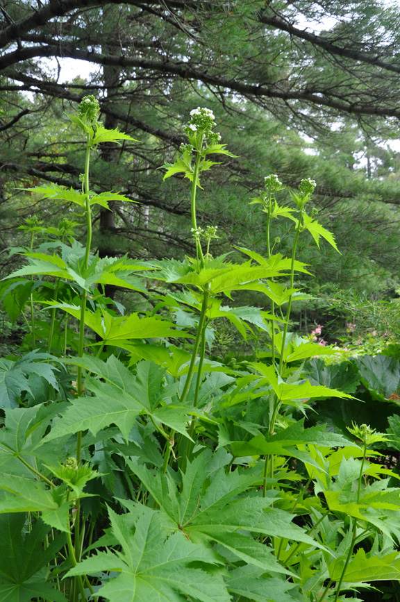 Three Dogs in a Garden: Making the most of Shade through the Seasons: A ...