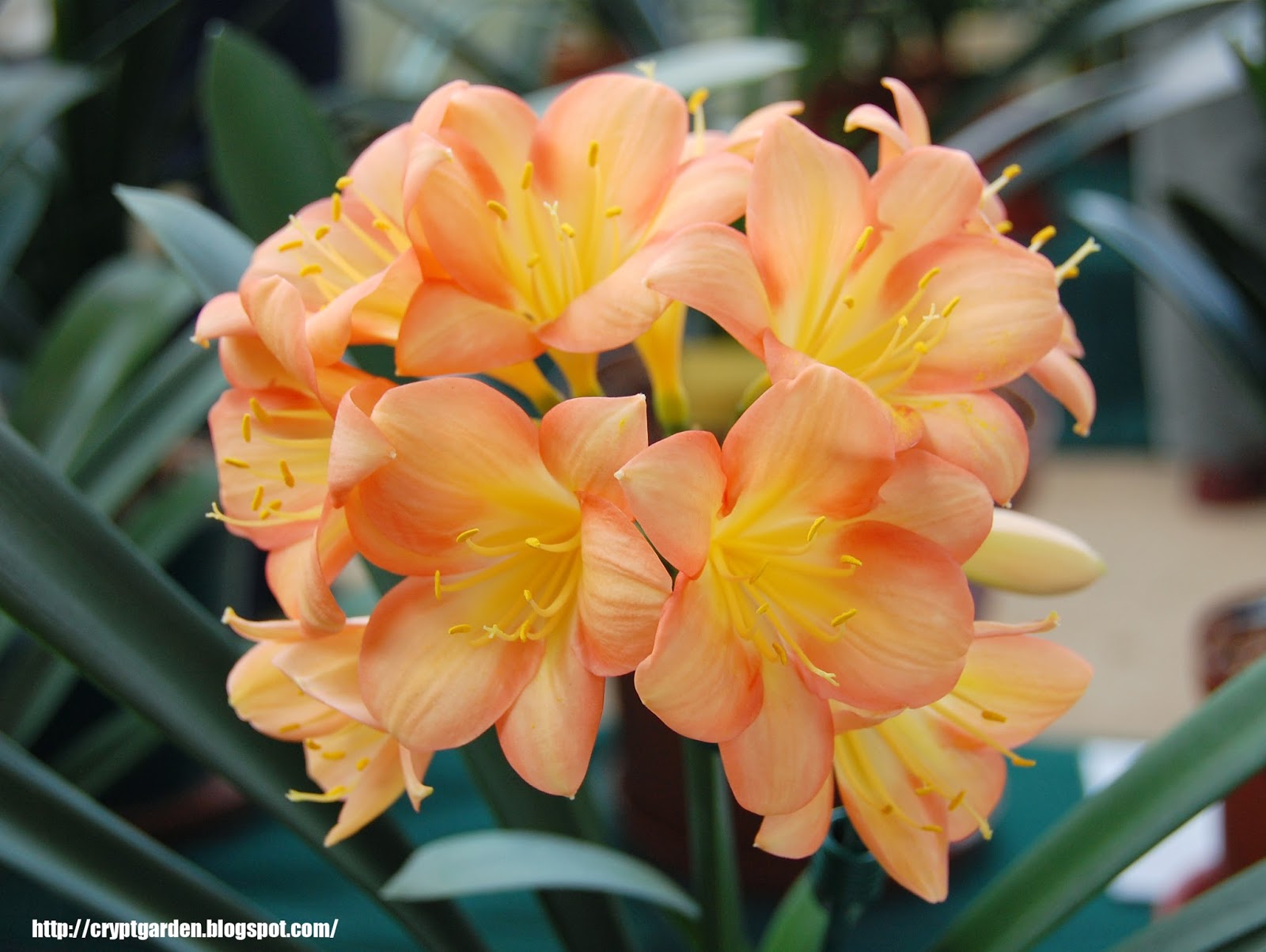 Clivia Breeding: 2015