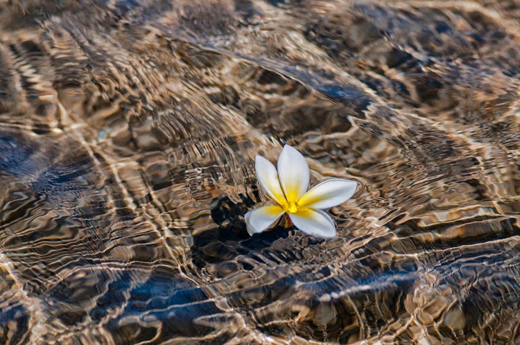 Shutterbugs Capturing the World Around Us: Flower of the Islands