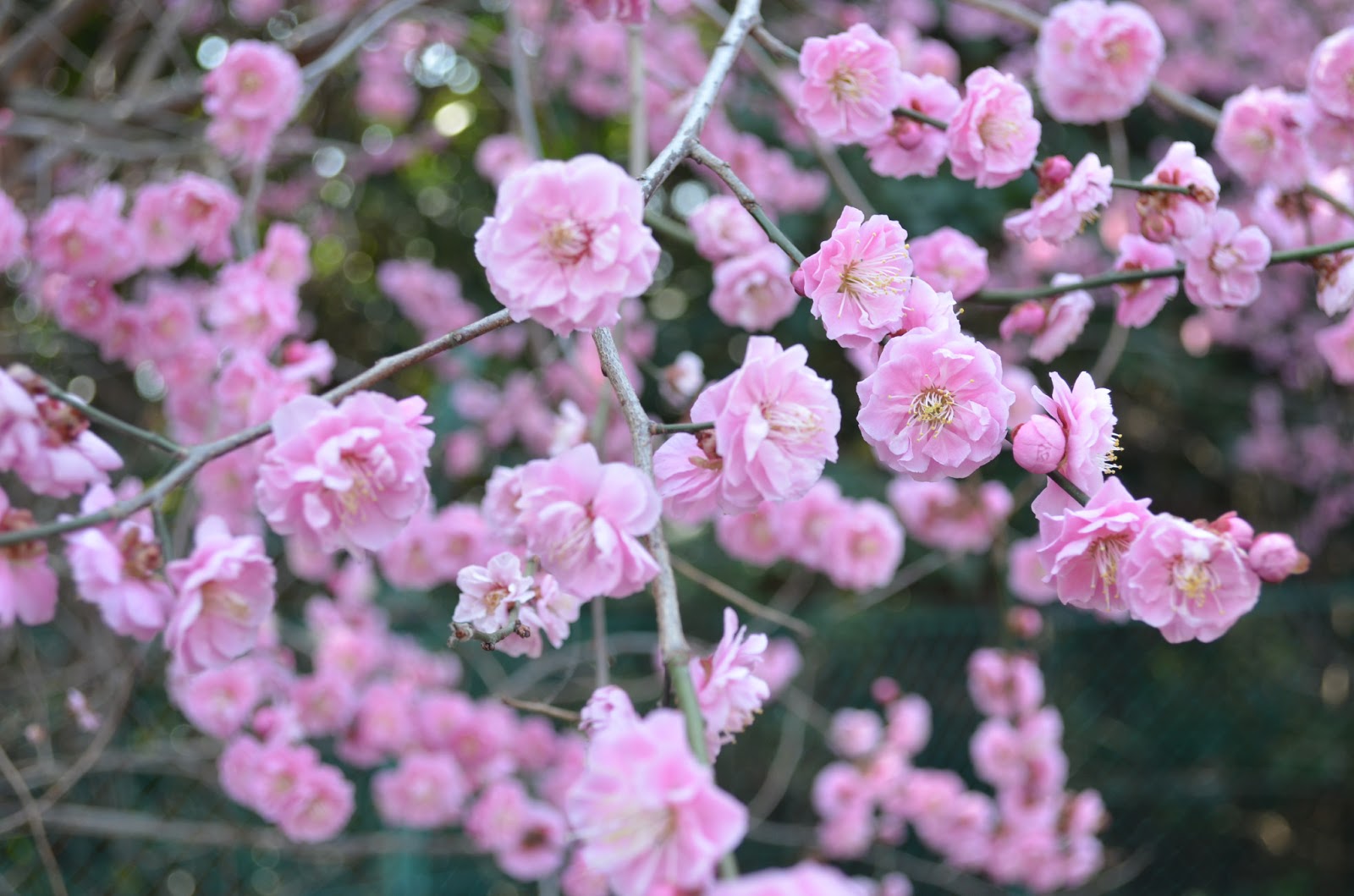 Eldora the Explorer: Plum (ume) tree viewing