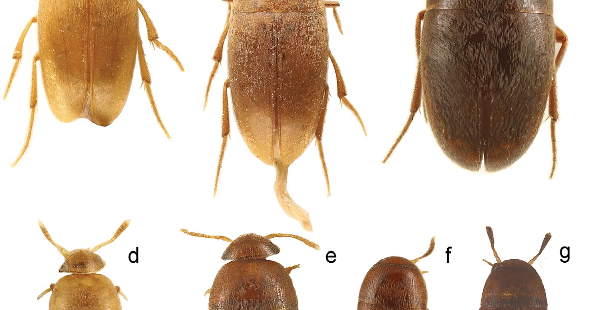 La Biología Subterránea: un mundo por descubrir: Nuevas especies de ...