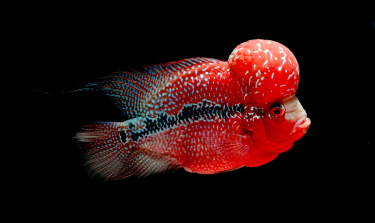 JENIS IKAN LOUHAN TERMAHAL DAN TERBESAR DI DUNIA