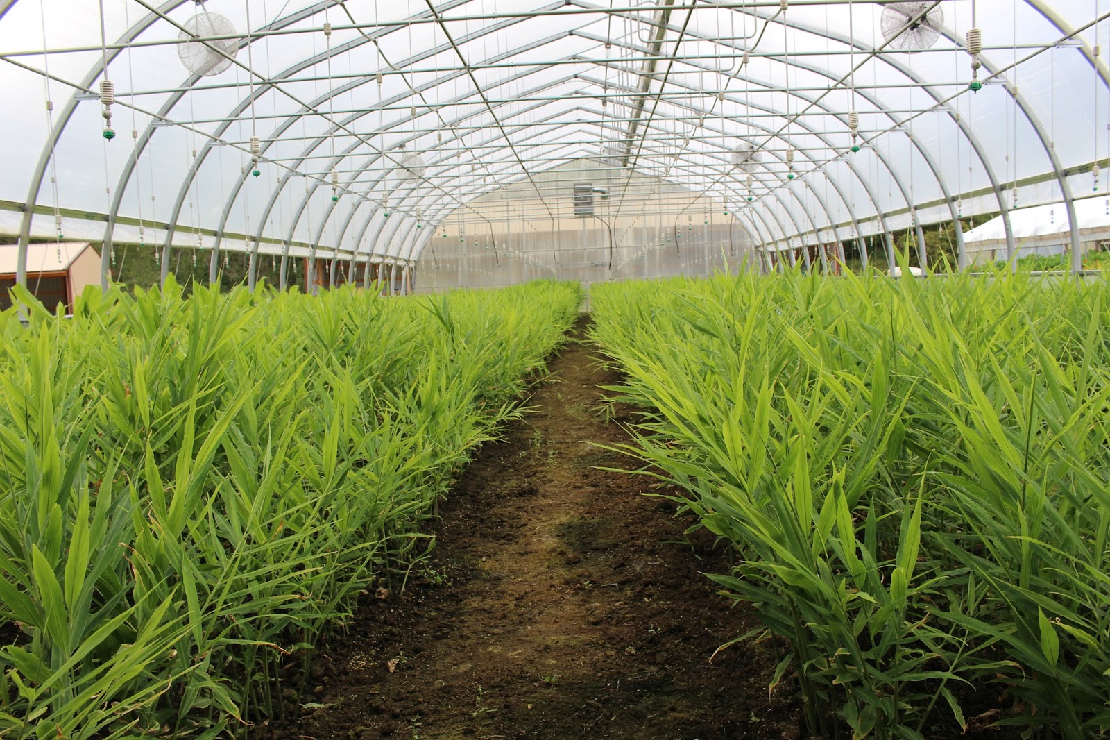 Harmony Valley Farm: Vegetable Feature: Fresh Baby Ginger!
