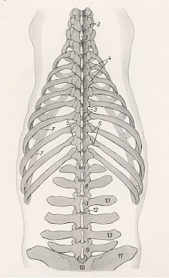 Veterinary: Osteologi Sapi