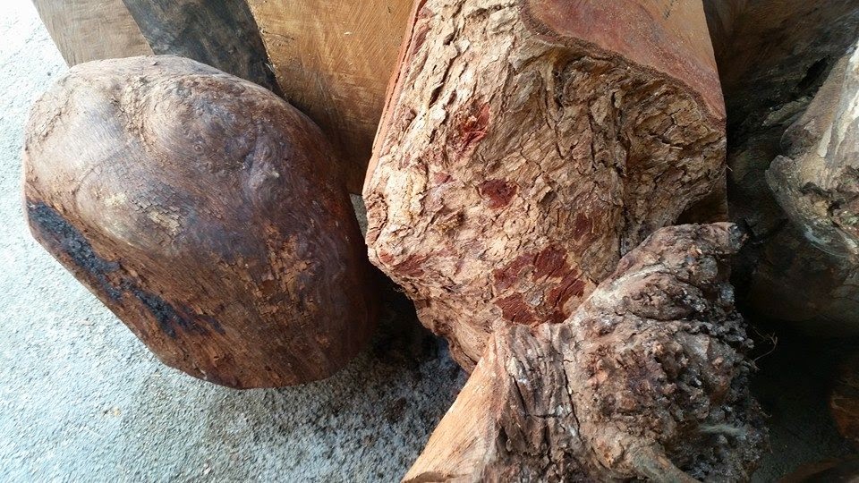 Kayu Warisan Malaysia: Kayu bisol atau Burl wood
