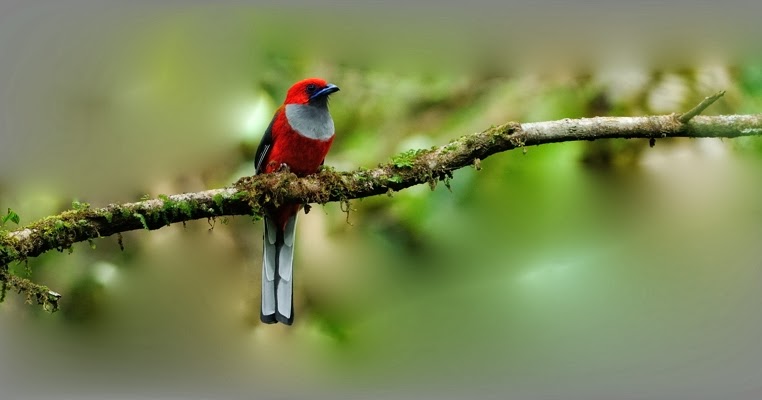 Birding Tours In Sabah Borneo Island: 12 Days Birding And Bird ...