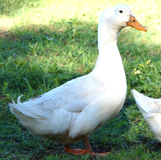 Proyecto Pragmalia: 344. Intensificar la producción del pato Pekín