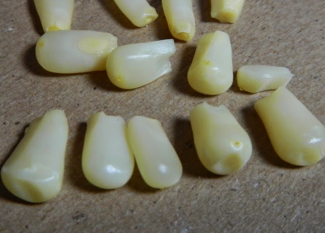 Nature Abhors a Garden: Sweet Corn