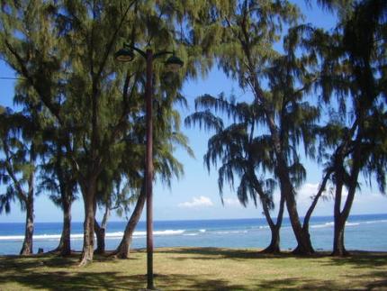 Filao | Flore de l’île de la Réunion