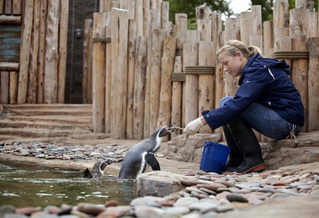 Scovill Zoo Penguins