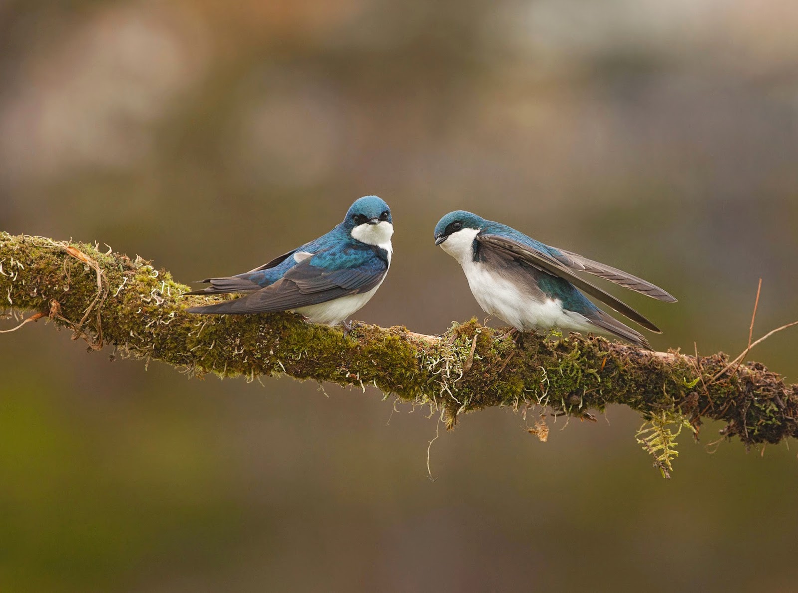 Newfoundland Nature Projects: The Real Beauty of Tree Swallows