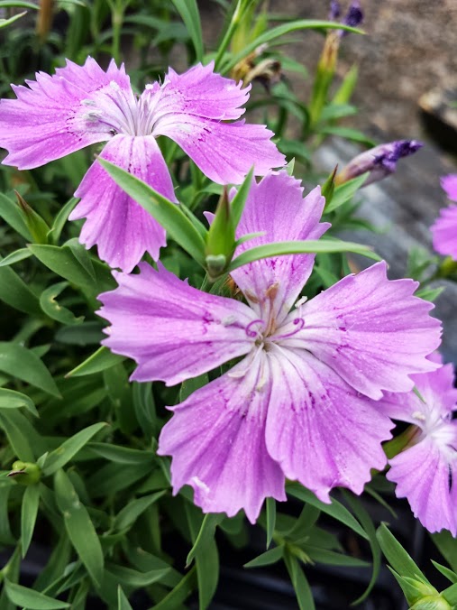 A Step in Thyme: Daily Inspiration: Siberian Blues!