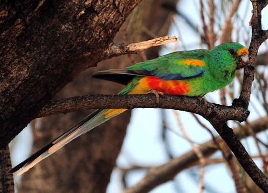 Bird Photographs: Flinders Ranges, Whyalla, Lake Hart