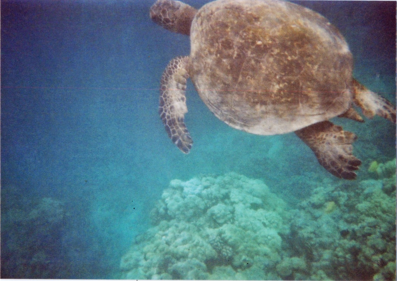 Casual Japanese Bystander: Sea Turtle Sightings