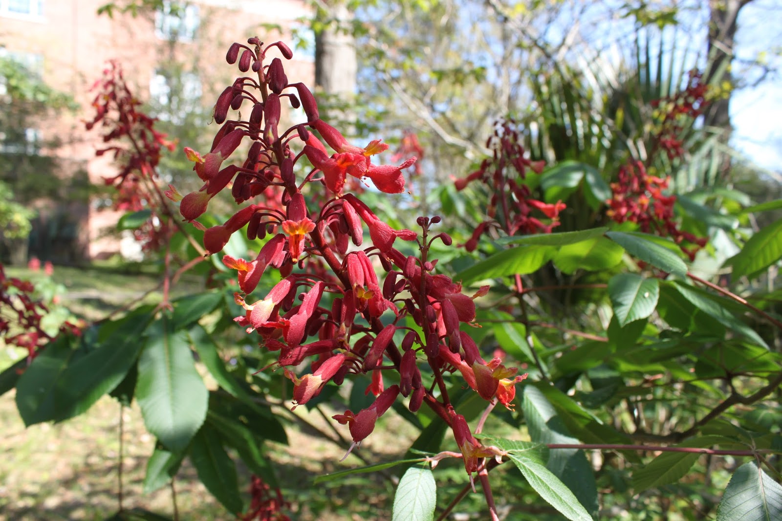 Centenary College Arboretum: What's in Bloom?