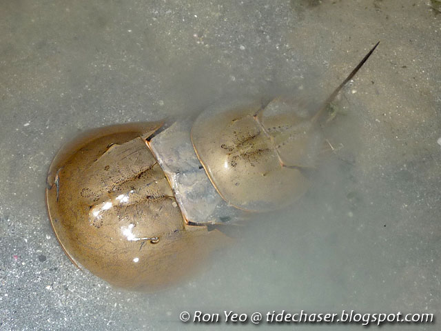 tHE tiDE cHAsER: Horseshoe Crabs (Phylum Arthropoda: Family Limulidae ...