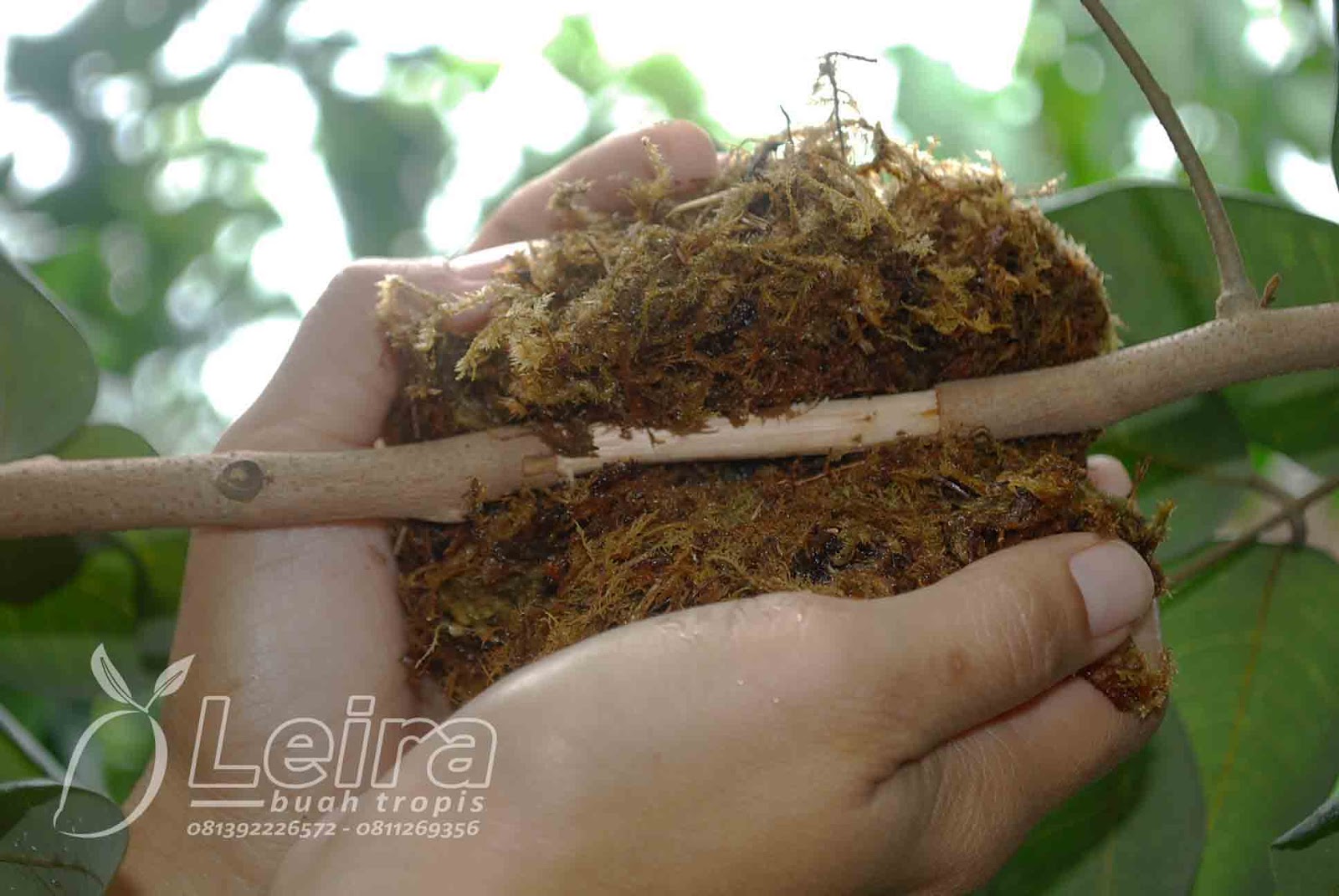 Tips Mencangkok Tanaman Buah ~ Leira Buah Tropis