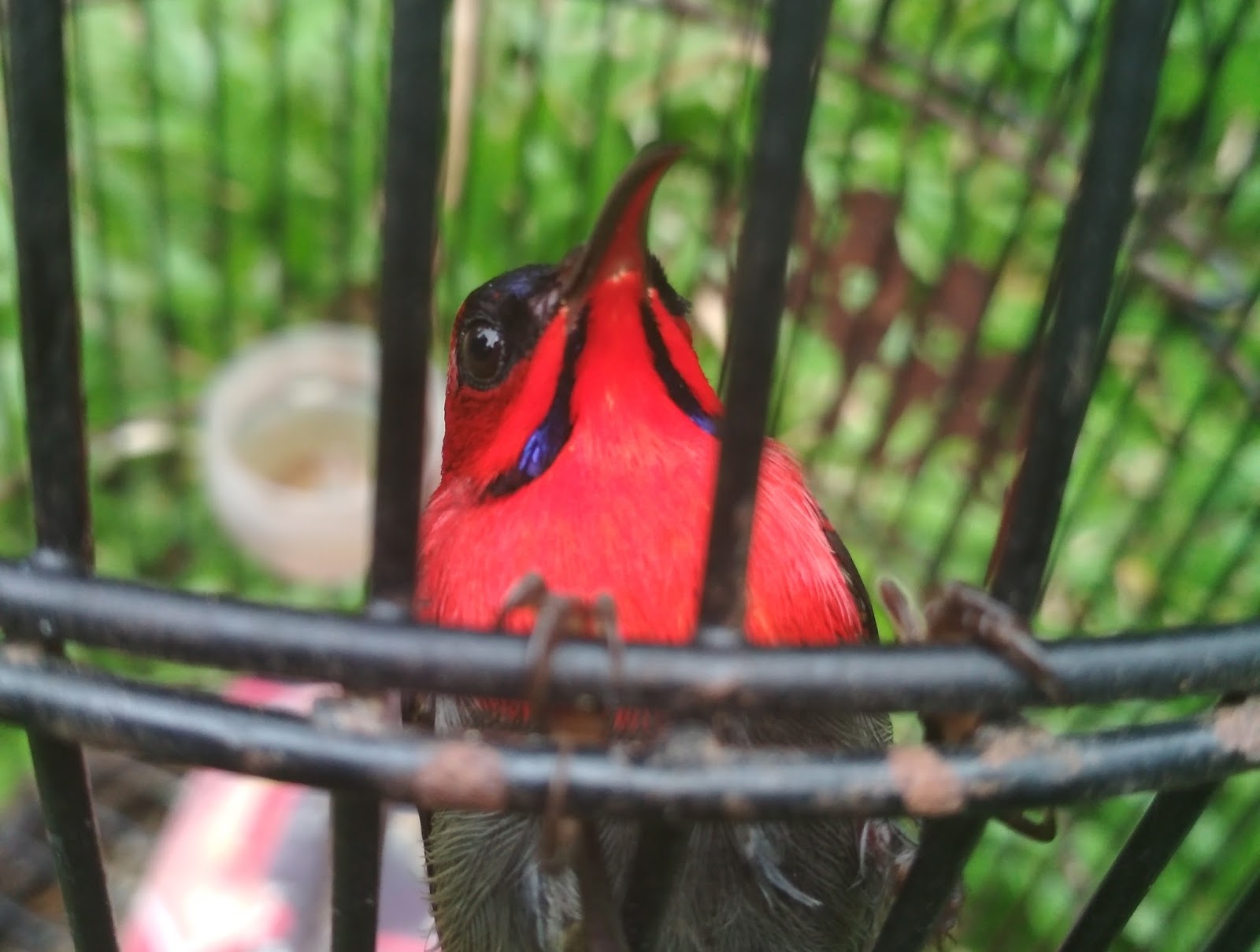 Cara Pikat Burung Kolibri Sepah Raja dengan Mp3 | TUTORIAL DAN BELAJAR