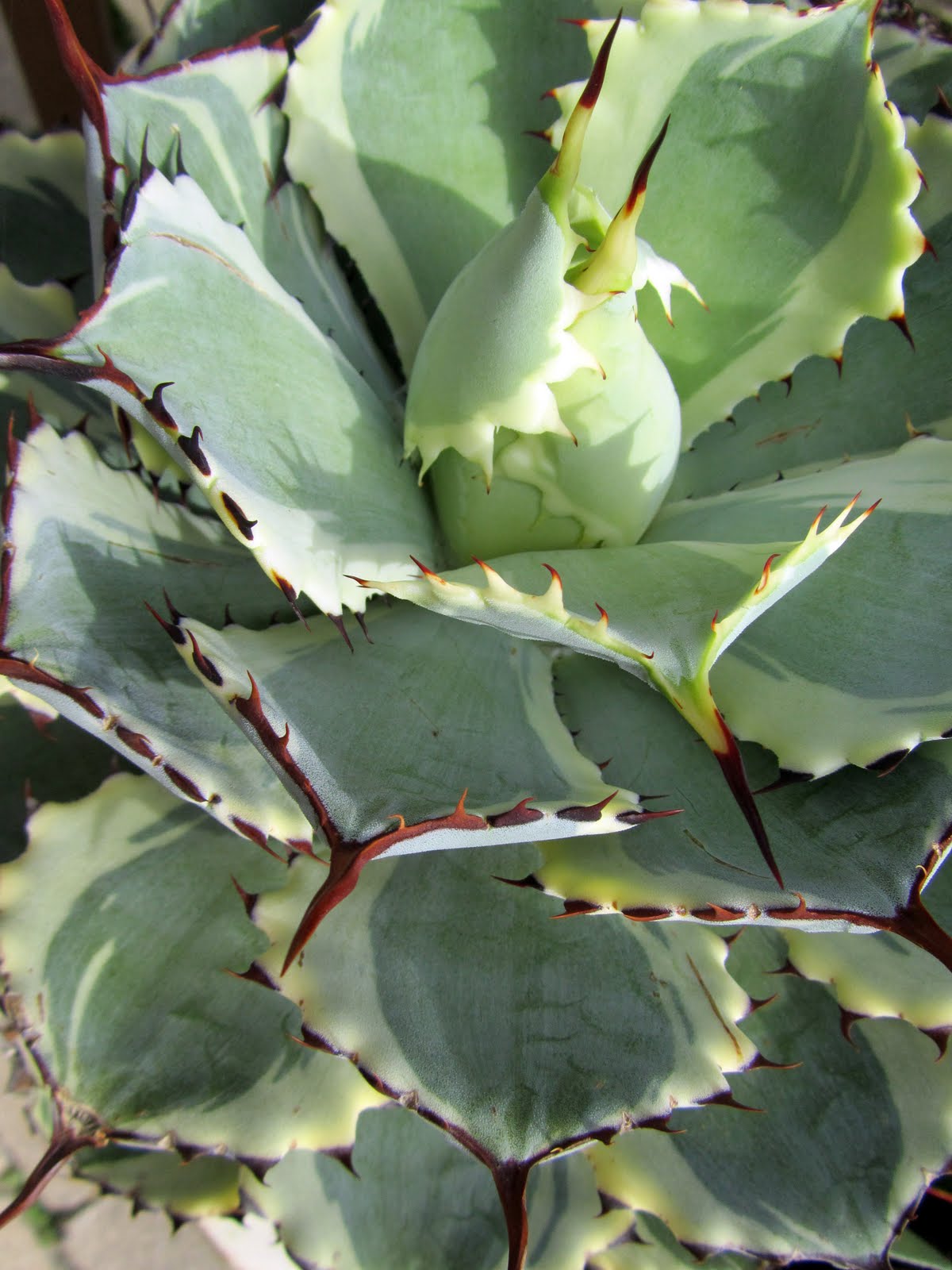 Gatsbys Gardens: Spring In Full Swing