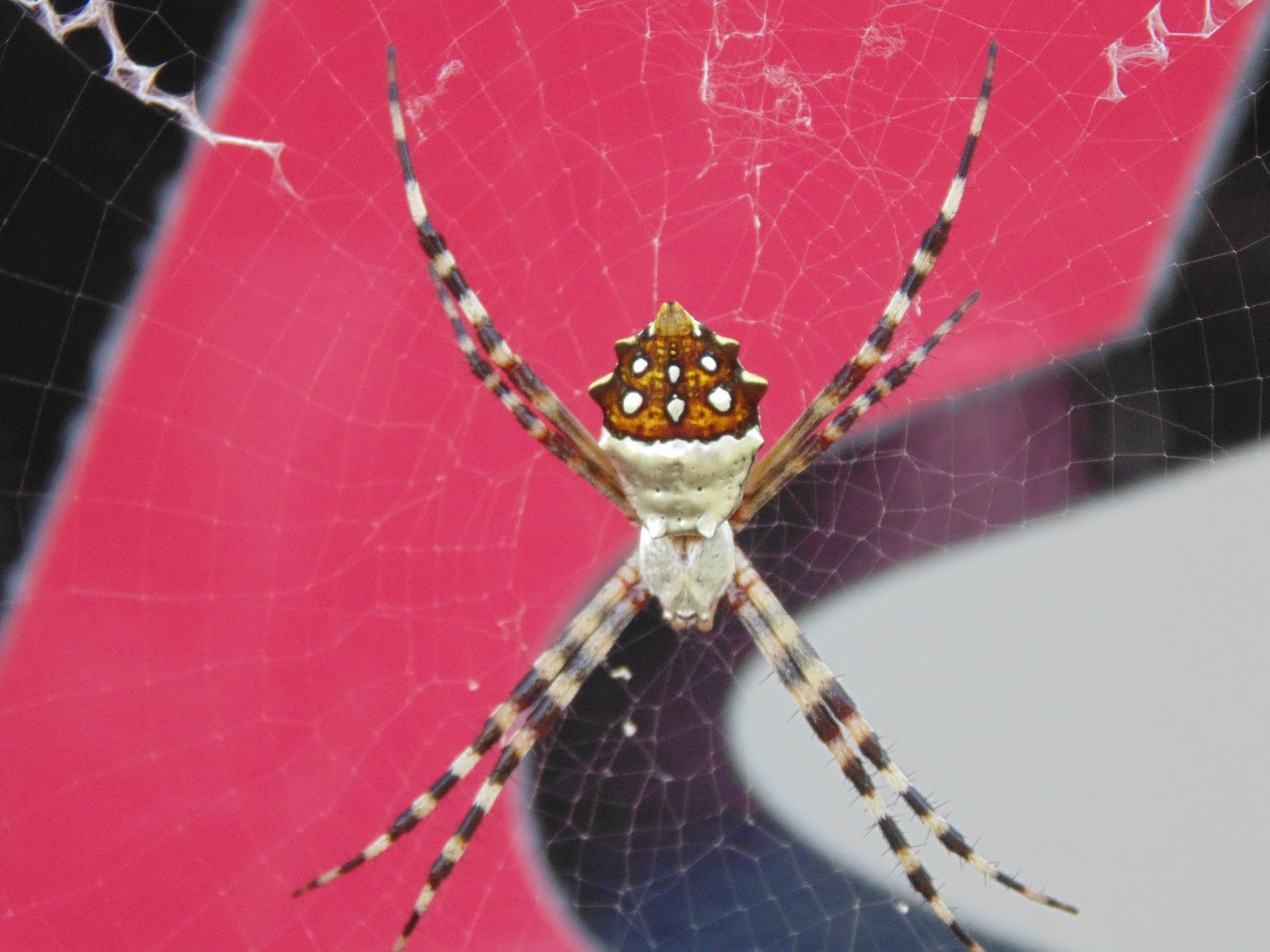 Araña plateada - Puerto Rico Loves Biology