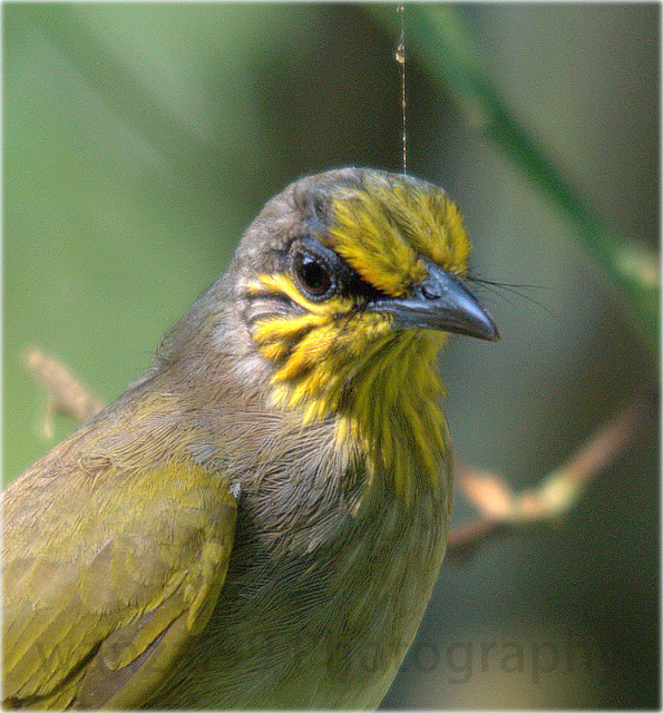 wanzai99 PHOTOGRAPHY: Burung Merbah Luris Leher