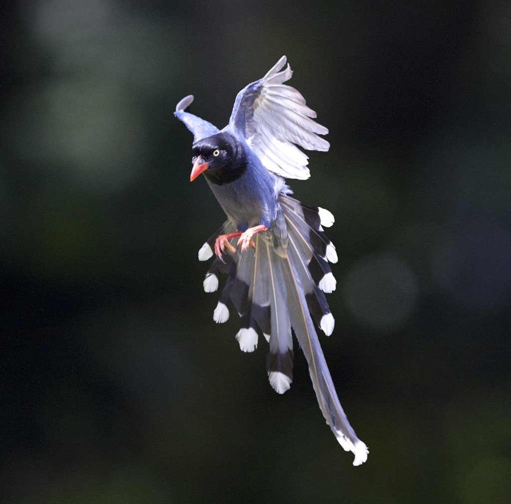 Taiwan Blue Magpie (Urocissa caerulea) - Ryan Maigan Birds
