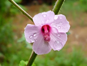 Bur Mallow Weed - Apala | SL Flora