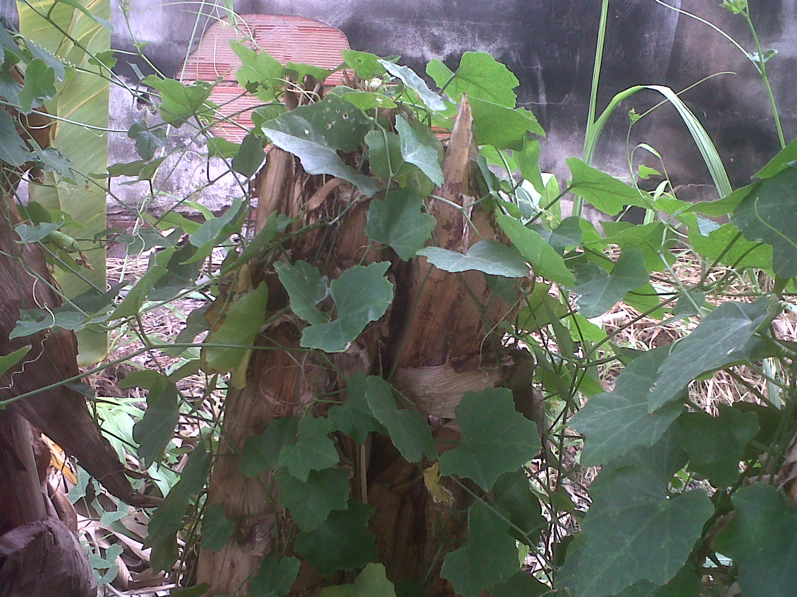 As Vinny C's It: Vines.