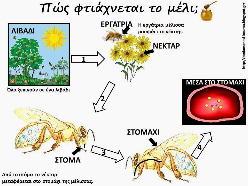 Νηπιαγωγός απο τα Πέντε: ΖΟΥΜ ΖΟΥΜ ΖΟΥΜ...ΟΙ ΜΕΛΙΣΣΕΣ ΠΕΤΟΥΝ...
