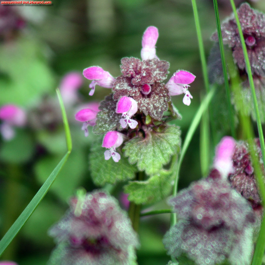 Sauvagement-Bon: avril 2012