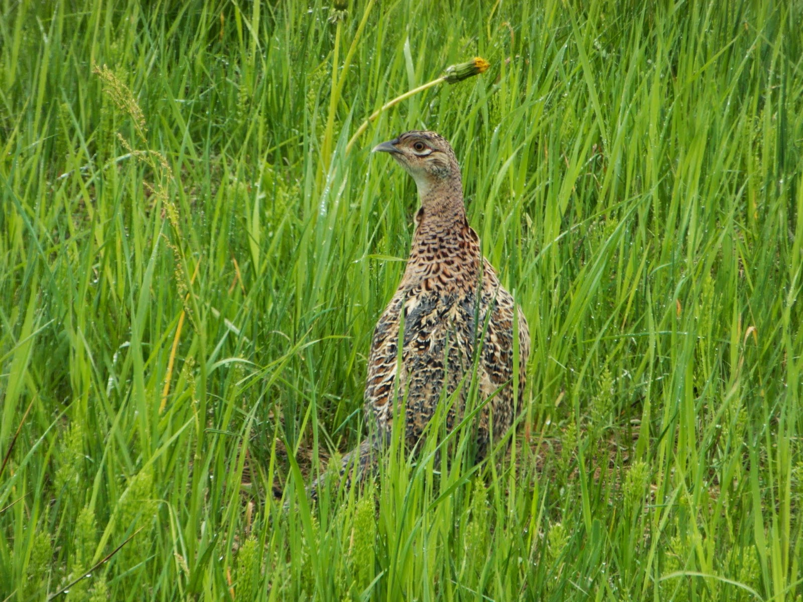 Annen jutut: NAARAS FASAANI JA POIKANEN phasianus colchicus