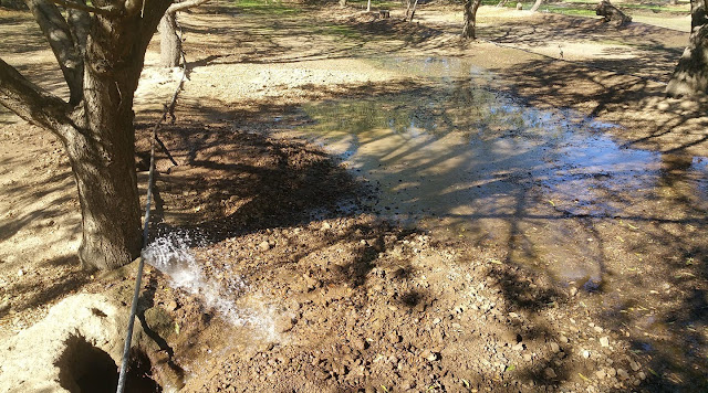 Ground Squirrel Damage
