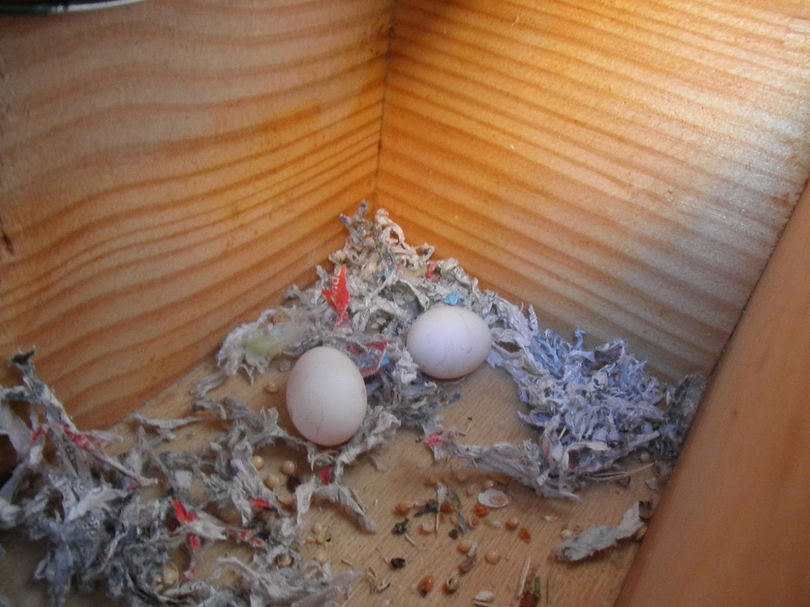 La clave es la inspiración: Agapornis papilleros ! *o*