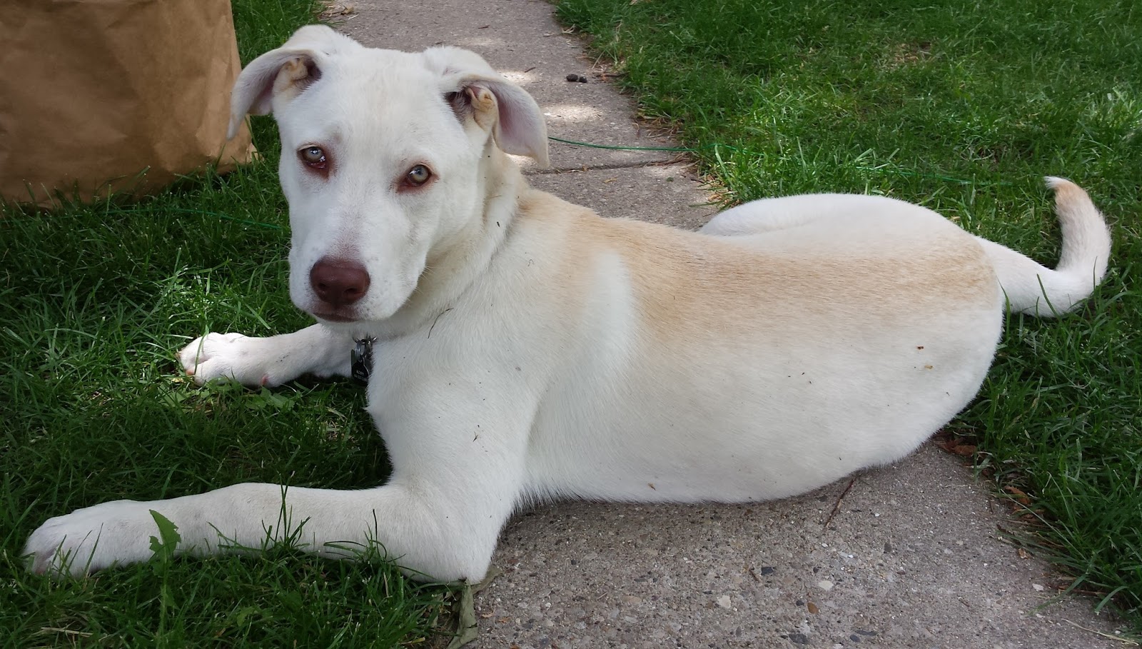 Teaching Authors--6 Children's Authors Who Also Teach Writing: That ...