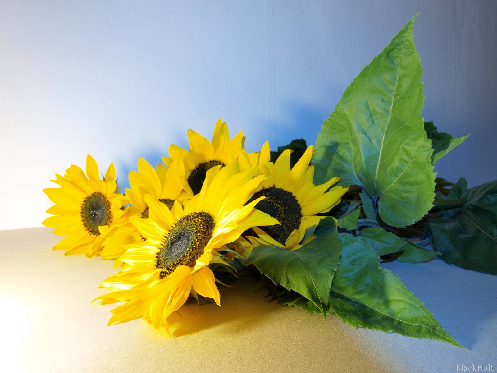 Rudens 5 - PhotoBlogSite