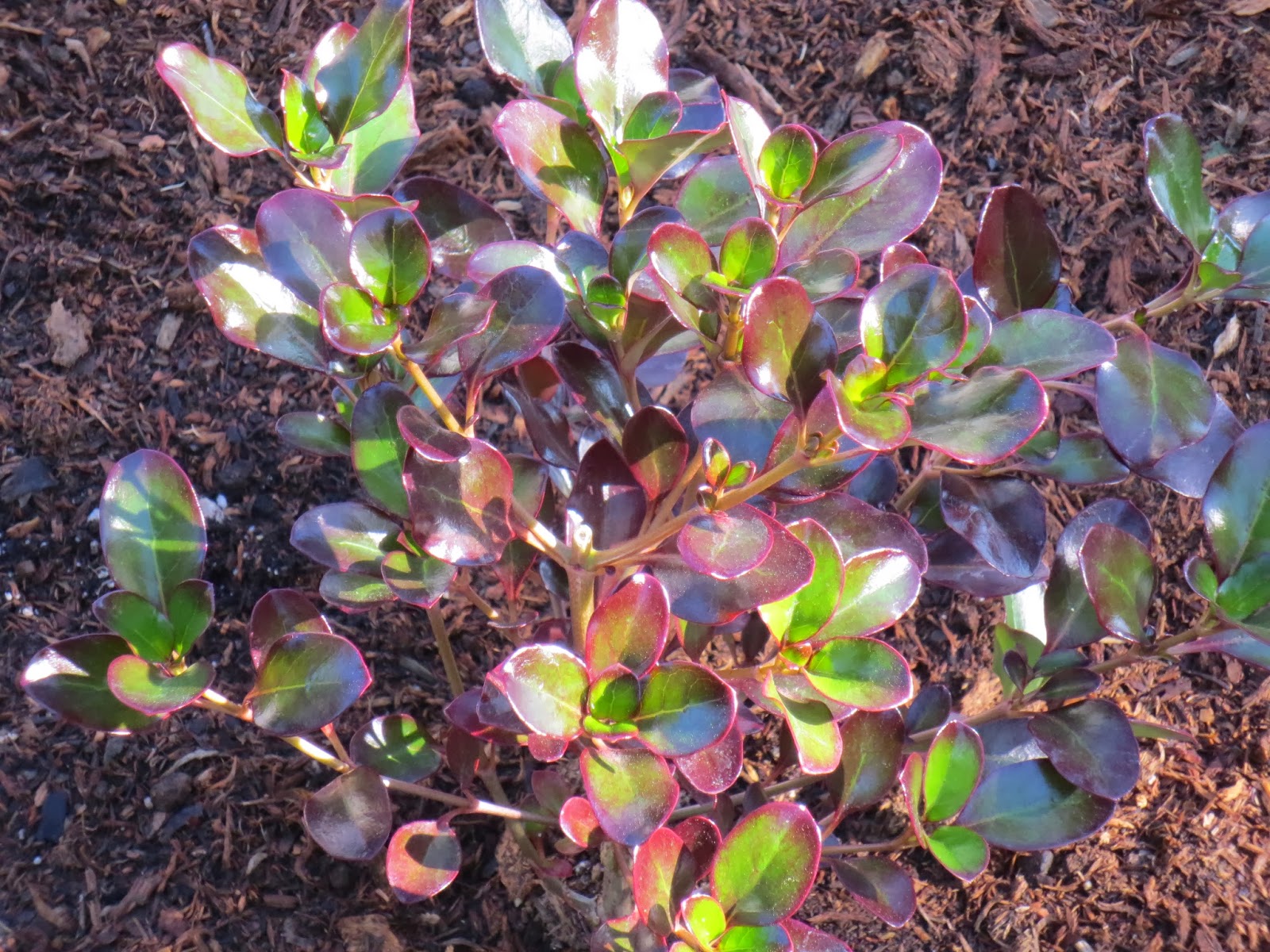 Late to the Garden Party: Favorite plant of the week: Coprosma repens ...