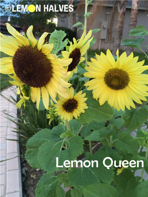 Lemon Halves: Sunflower Lemon Queen