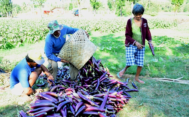 mybeautifulILOILO: Miagao: Eggplant Capital celebrates 1st Talong Festival